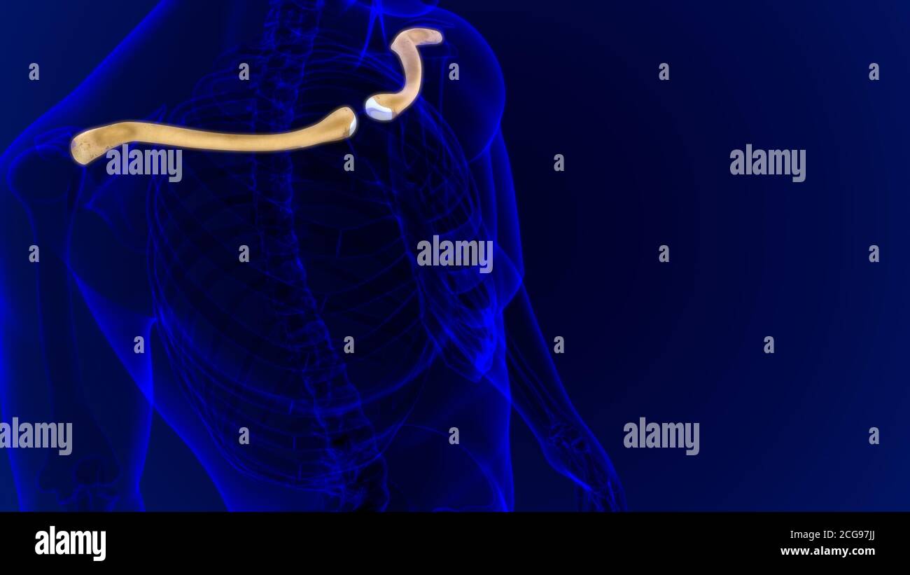 Human skeleton anatomy Clavicle Bones 3D Rendering For Medical Concept ...