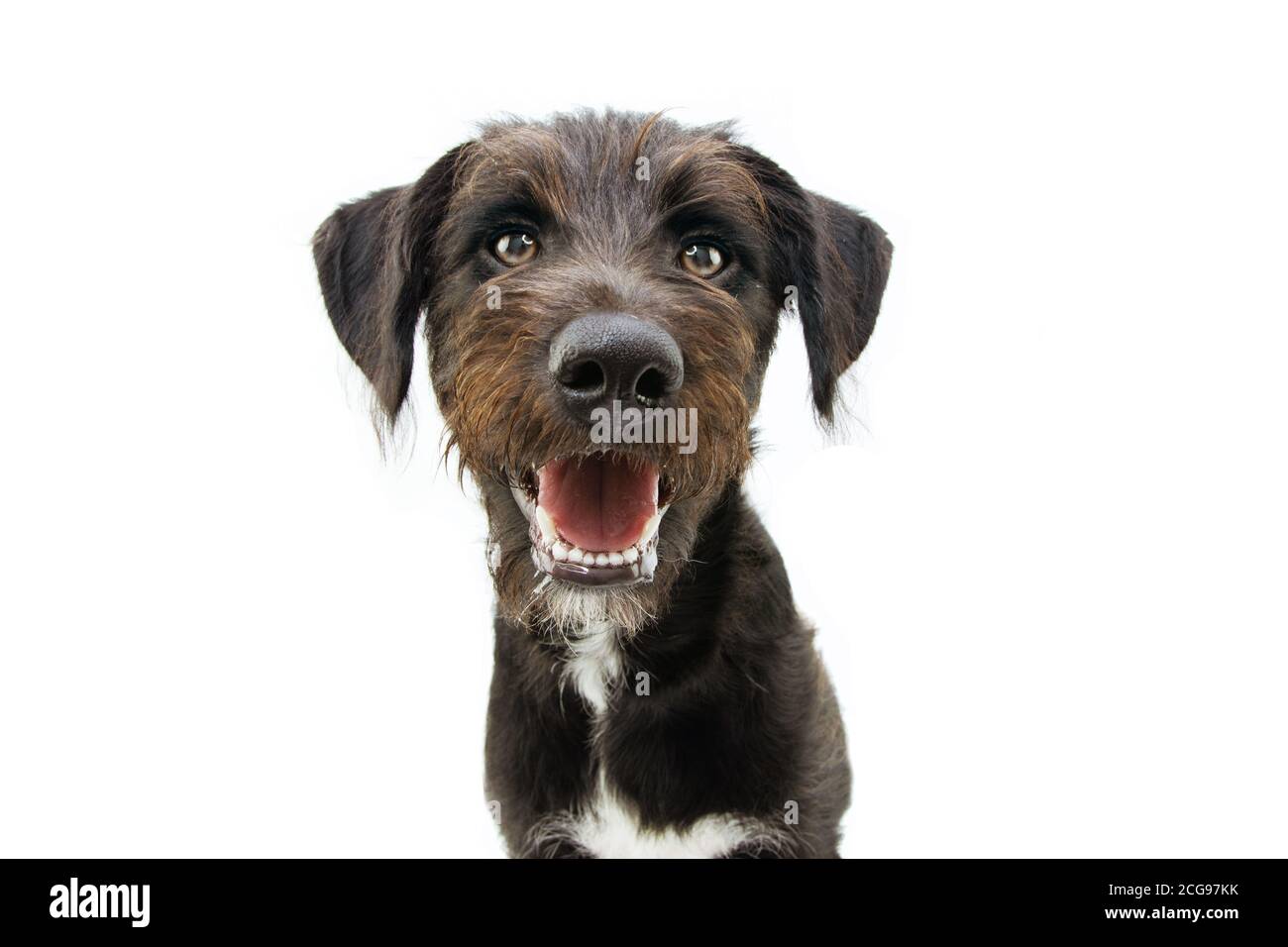 Canine grinning hi-res stock photography and images - Alamy