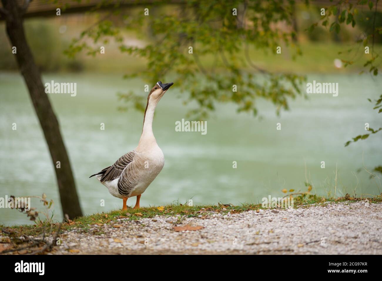 images of animals Stock Photo - Alamy