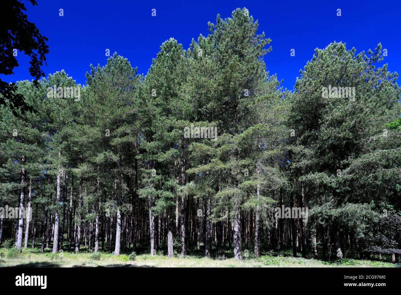 View of Woodland in Thetford Forest, Thetford Town, Norfolk, England ...