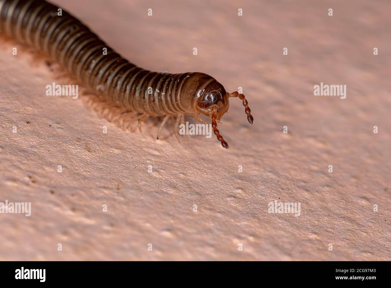Parajulid Millipede of the Family Parajulidae with selective focus ...