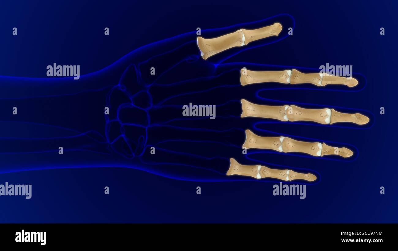 Human Skeleton Hand Phalanges Bone Anatomy For Medical Concept 3D ...