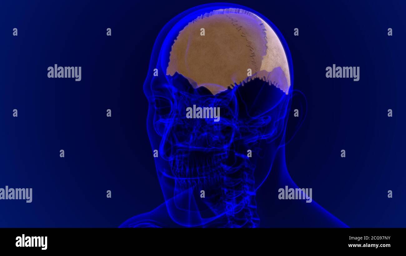 Human Skeleton Skull Parietal Bone Anatomy For Medical Concept 3D ...