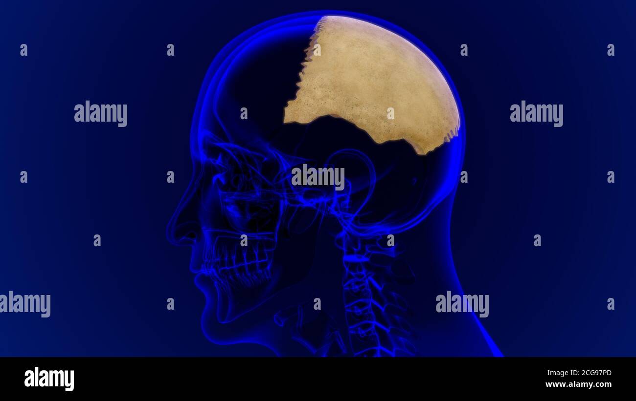 Human Skeleton Skull Parietal Bone Anatomy For Medical Concept 3D ...