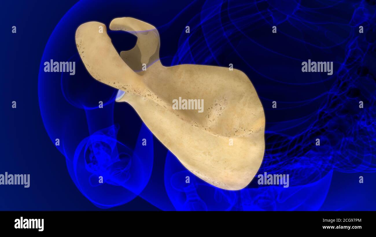 Human skeleton anatomy Scapula Bone 3D Rendering For Medical Concept ...