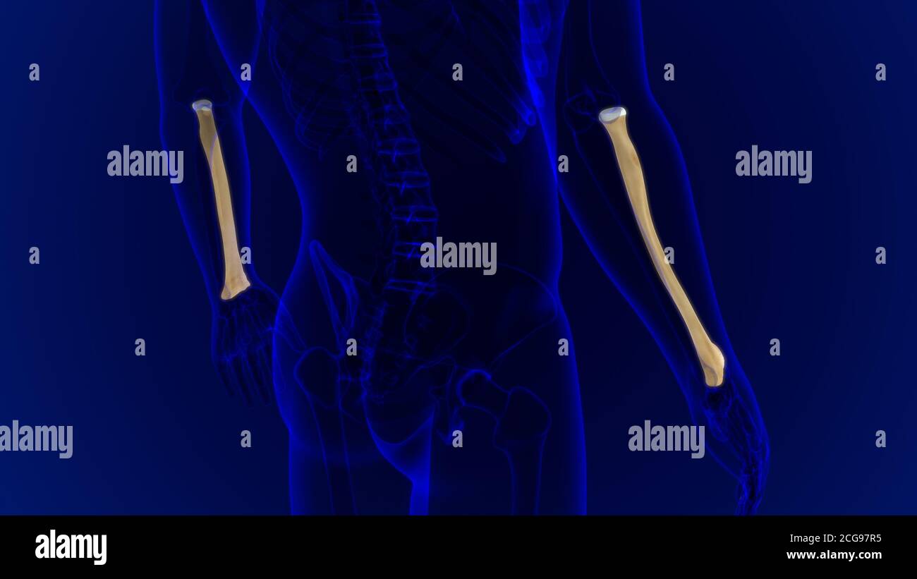 Human skeleton anatomy Radius Bone 3D Rendering For Medical Concept ...