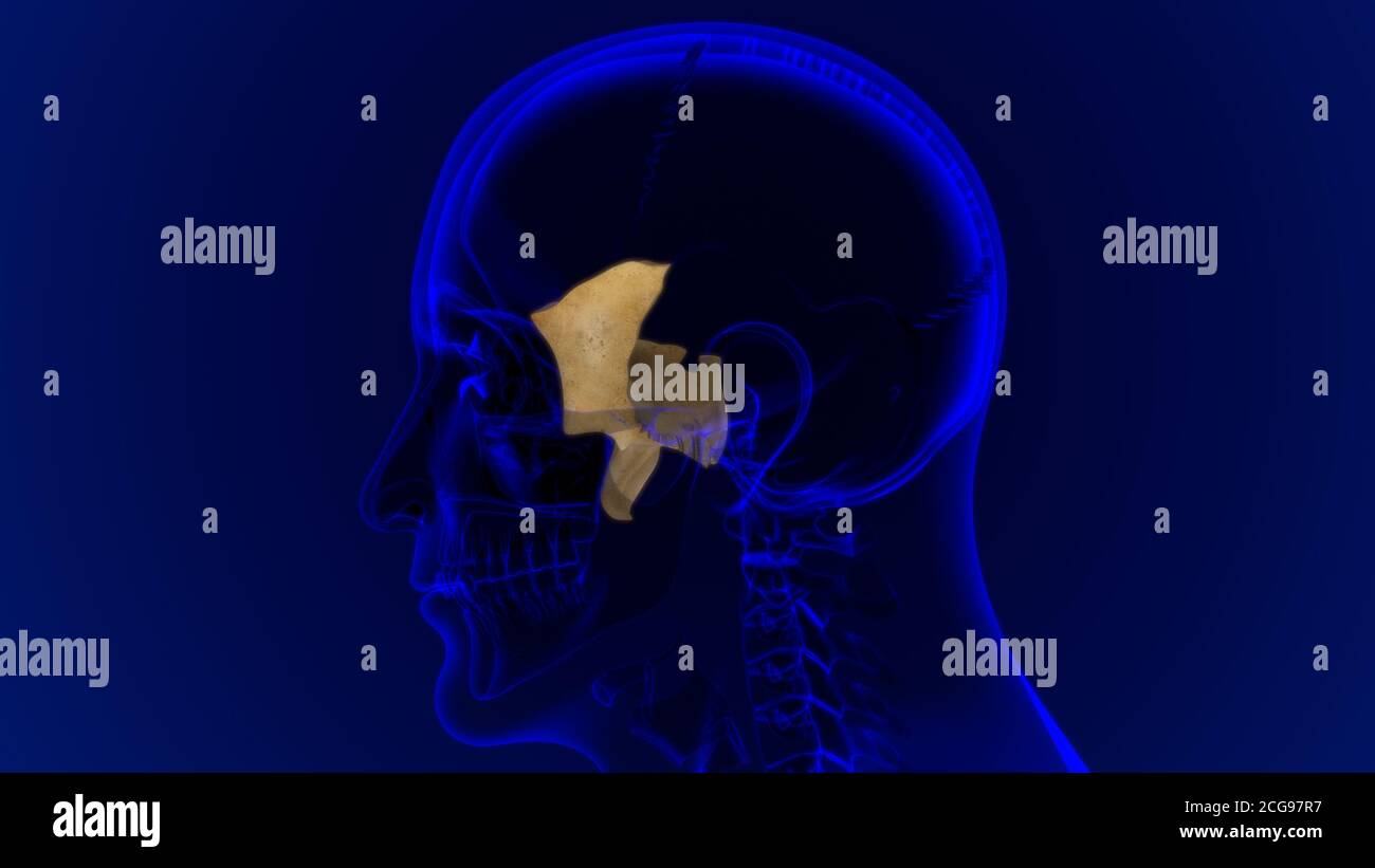 Human Skeleton Skull Sphenoid Bone Anatomy For Medical Concept 3D ...