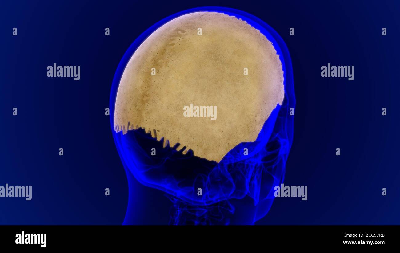 Human Skeleton Skull Parietal Bone Anatomy For Medical Concept 3D ...