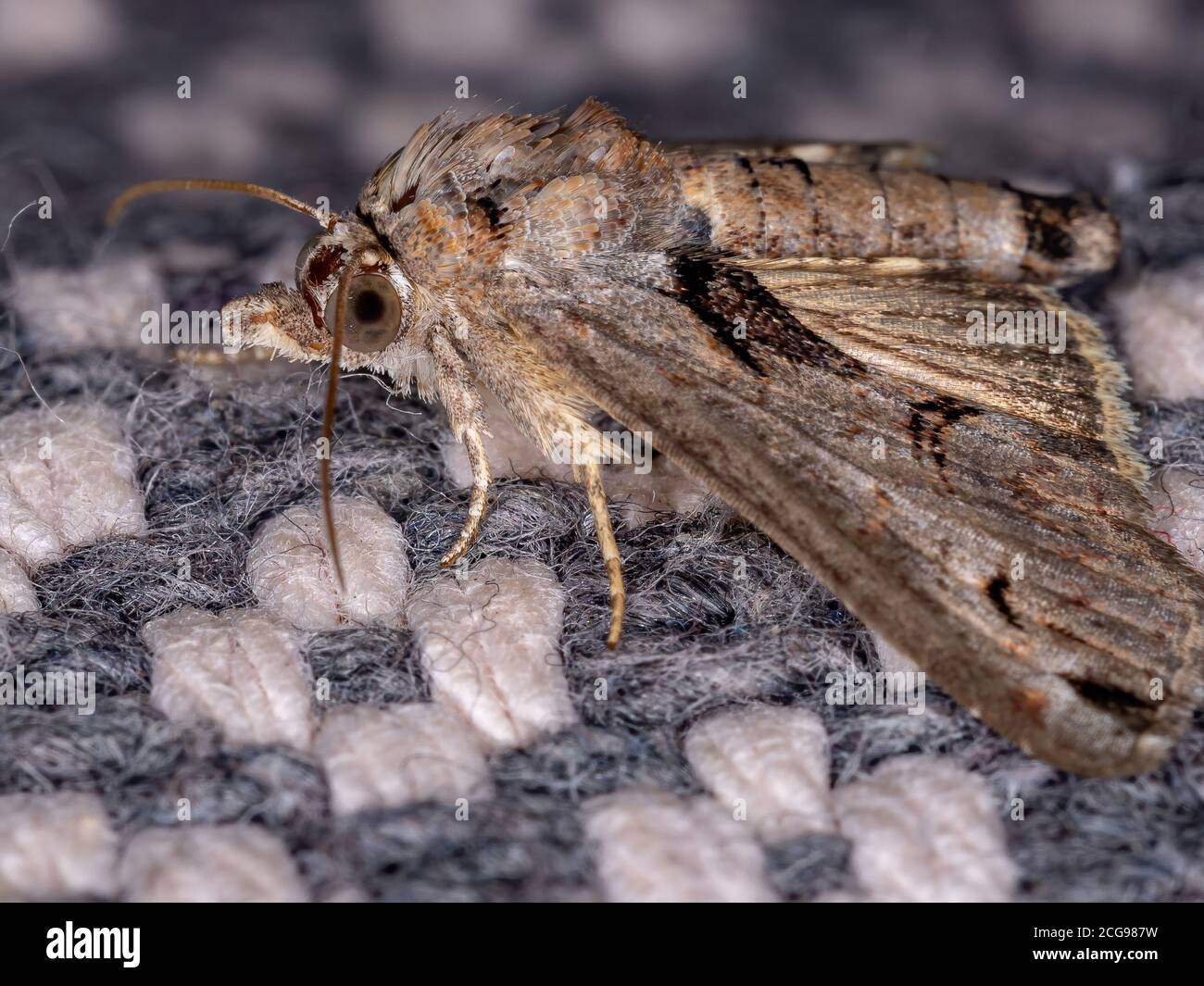 Euteliid Moth of the Family Euteliidae Stock Photo - Alamy