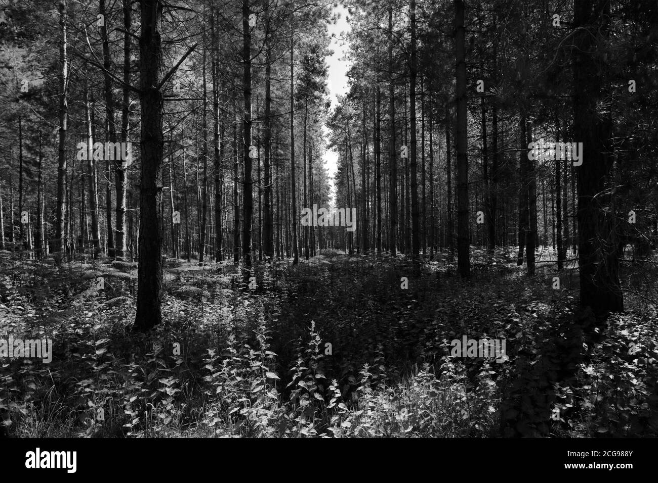 View of Woodland in Thetford Forest, Thetford Town, Norfolk, England ...