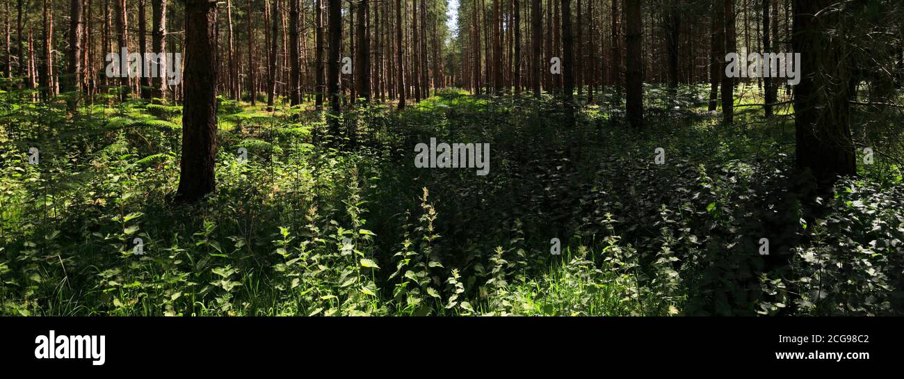 View thetford forest norfolk hi-res stock photography and images - Alamy