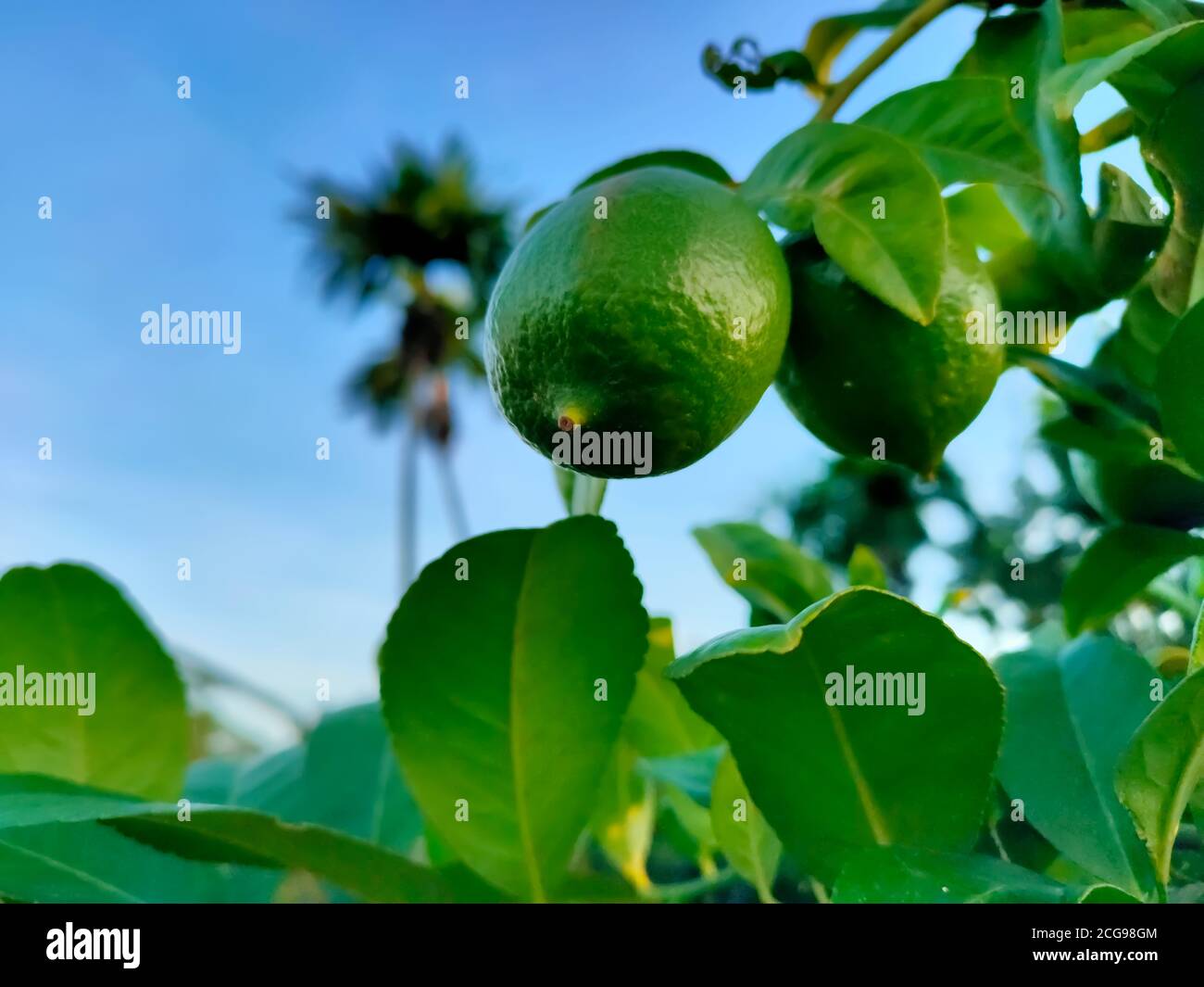 Lemons hanging from tree hi-res stock photography and images - Alamy