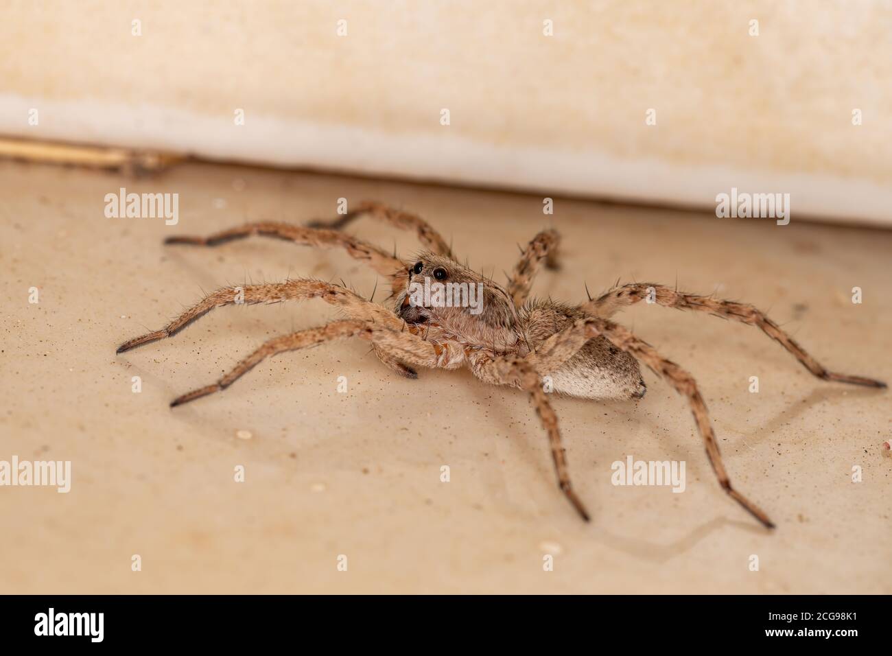 Black wolf spider lycosa hi-res stock photography and images - Alamy