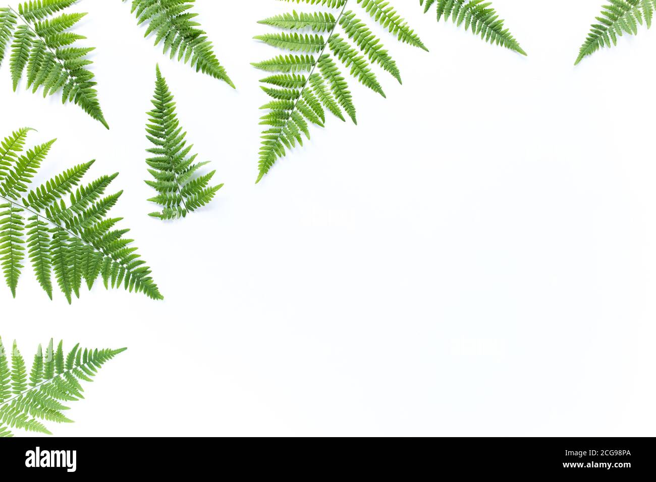 fern branches isolated on white background. flat lay, top view Stock ...