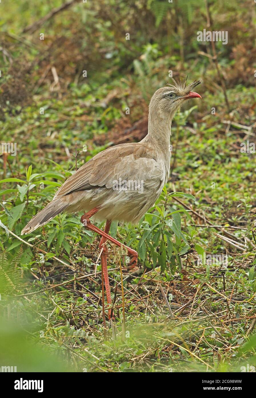 Red-legged Seriema (Cariama cristata) immature standing on one leg ...