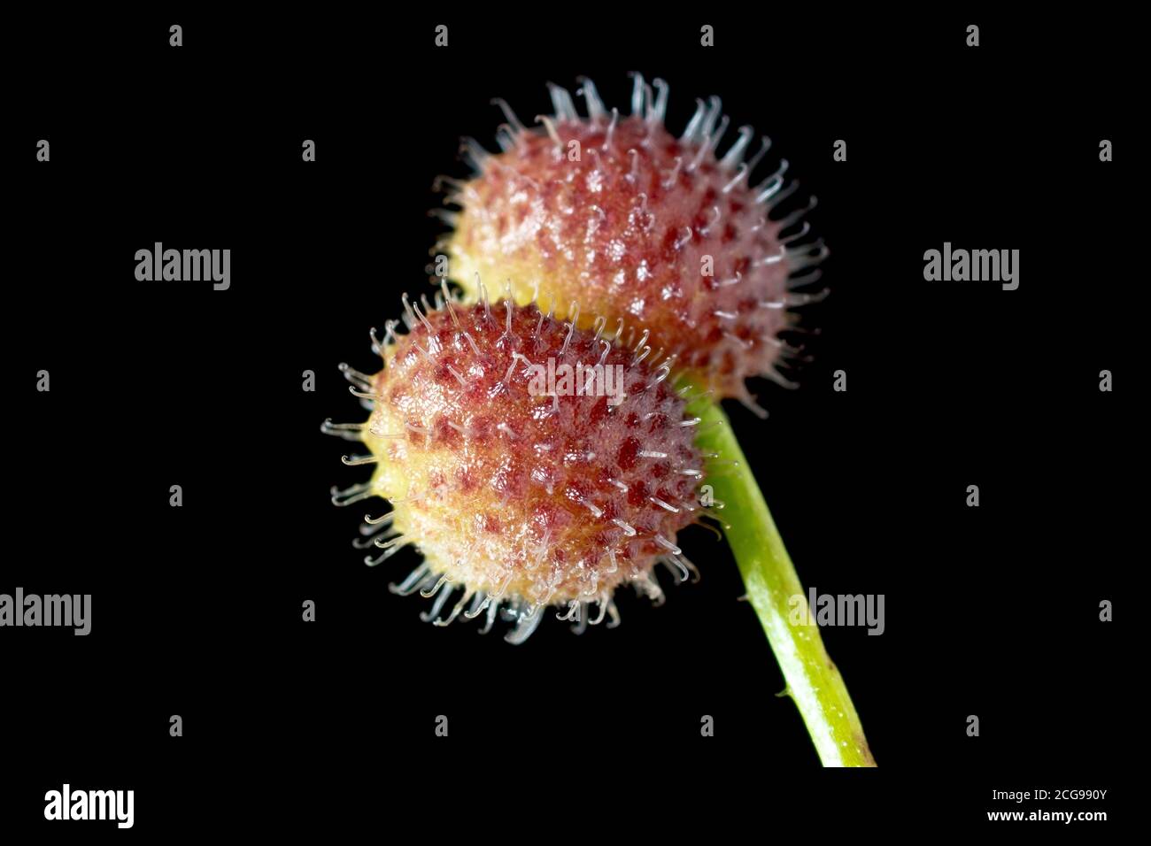 Cleavers, Goosegrass or Sticky Willie (galium aparine), close up of the ...