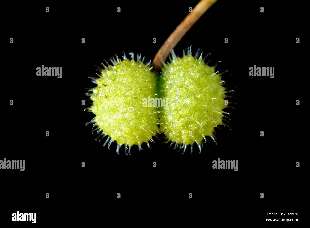 Cleavers, Goosegrass or Sticky Willie (galium aparine), close up of the ...