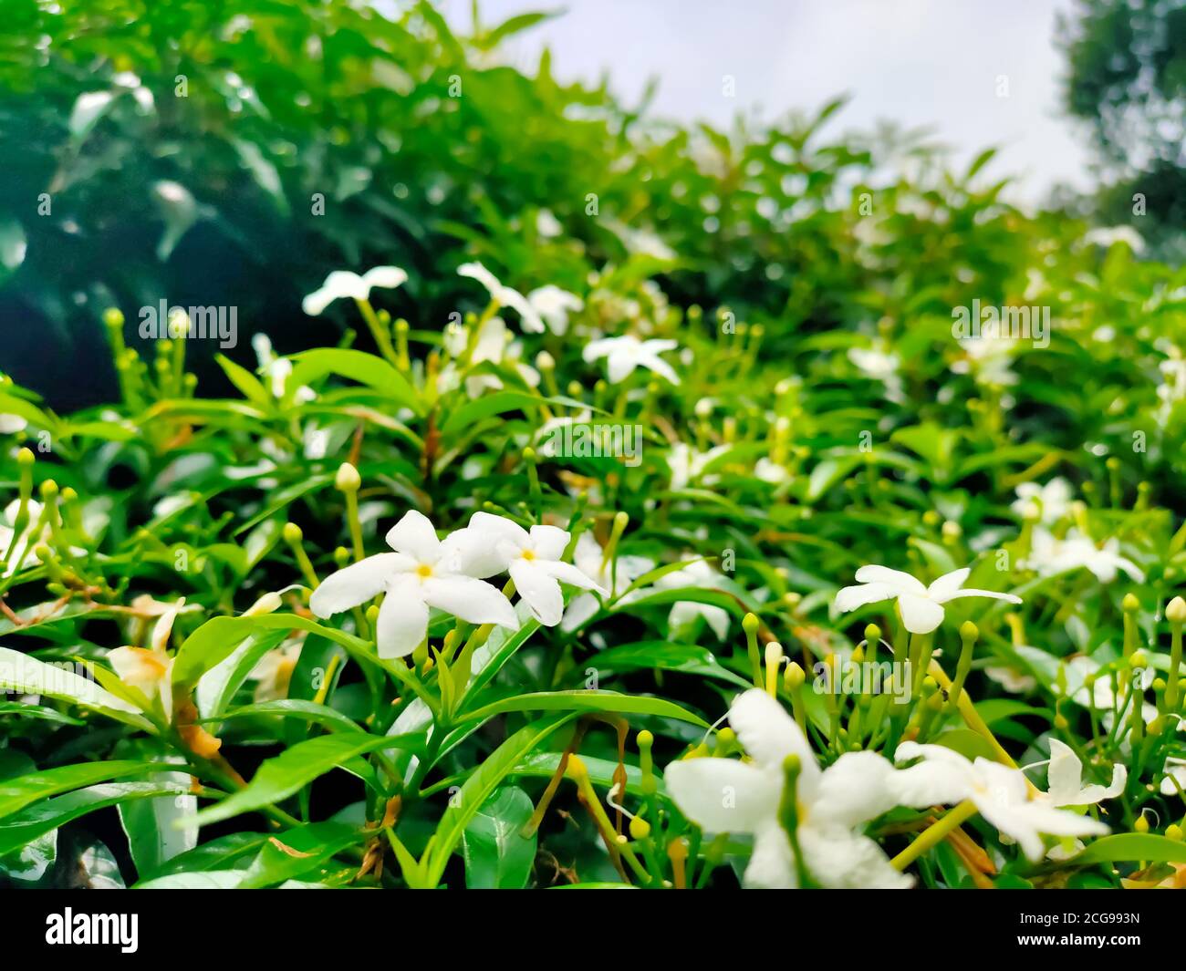 Tabernaemontana divaricata commonly called pinwheel flower, crape ...