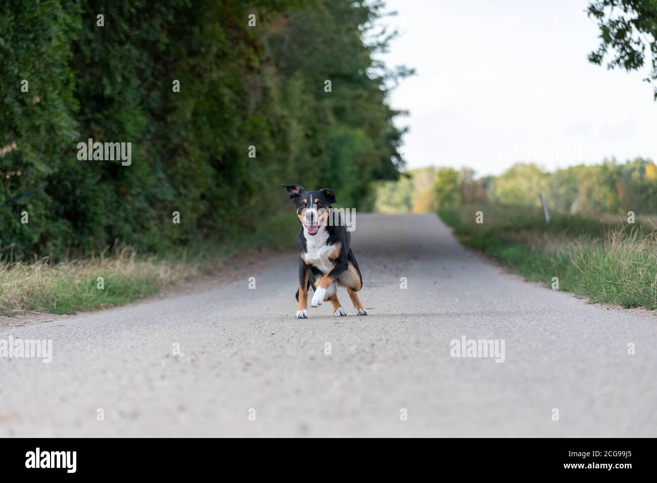 appenzeller dog running very fast through the countryside Stock Photo ...
