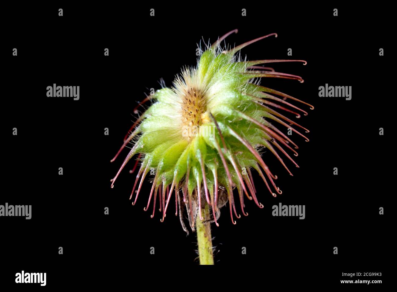 Geum urbanum seed hi-res stock photography and images - Alamy