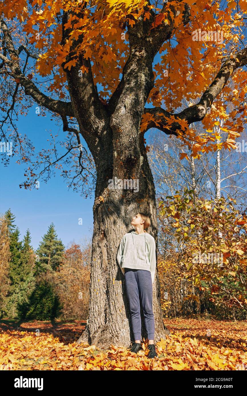 Teenage girl standing under yellow maple tree in autumn. Maple tree in ...