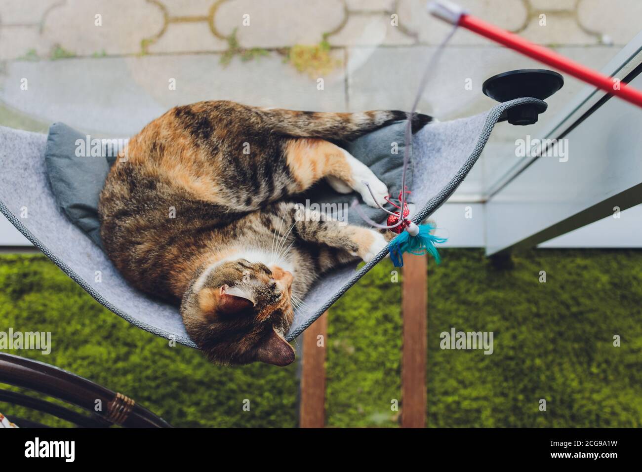 Cat playing fishing rod cat toy laying in wall glass mounted bed at ...