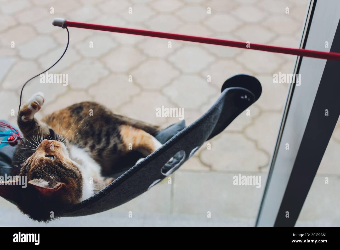 Cat playing fishing rod cat toy laying in wall glass mounted bed at ...