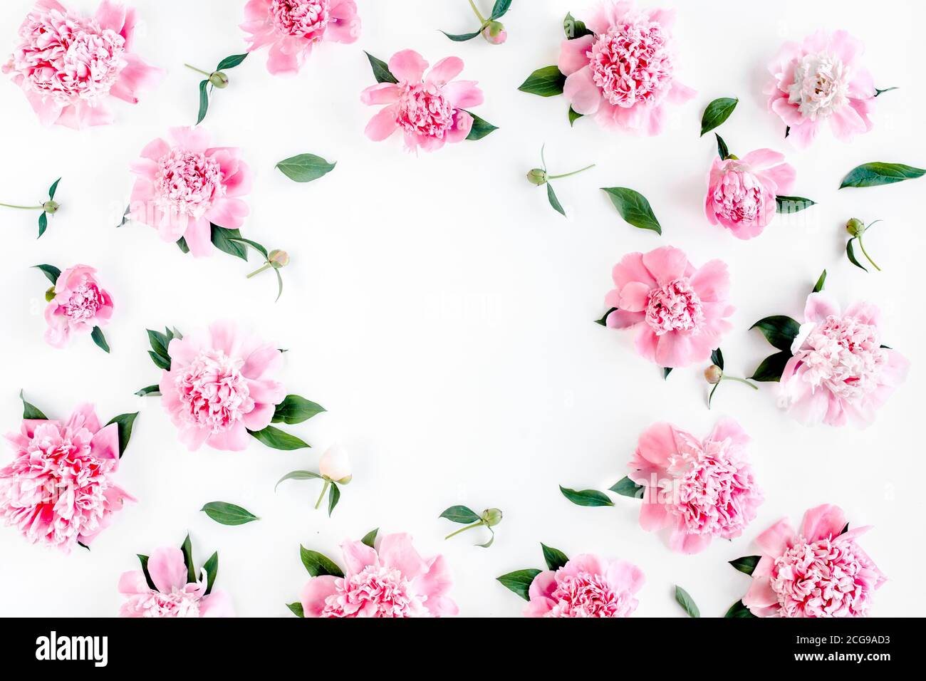 Frame of pink peony flowers with space for text on white background ...