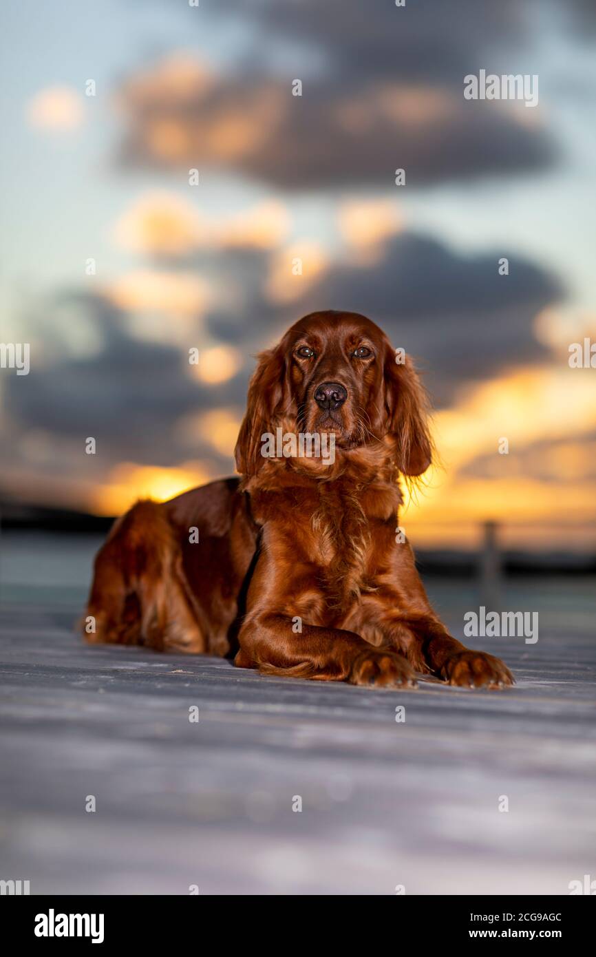 Beautiful irish setter hi-res stock photography and images - Alamy