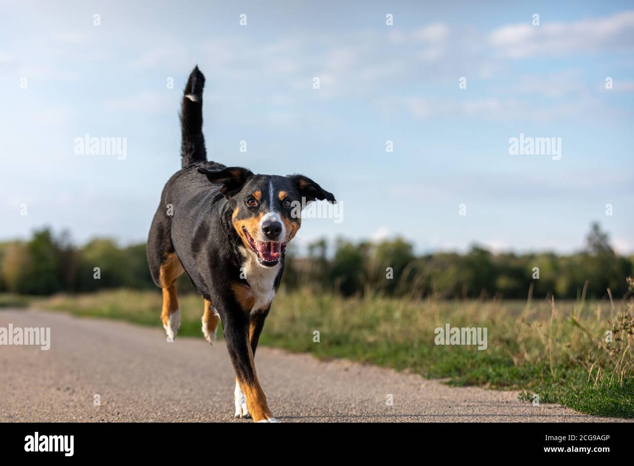 appenzeller dog running very fast through the countryside Stock Photo ...