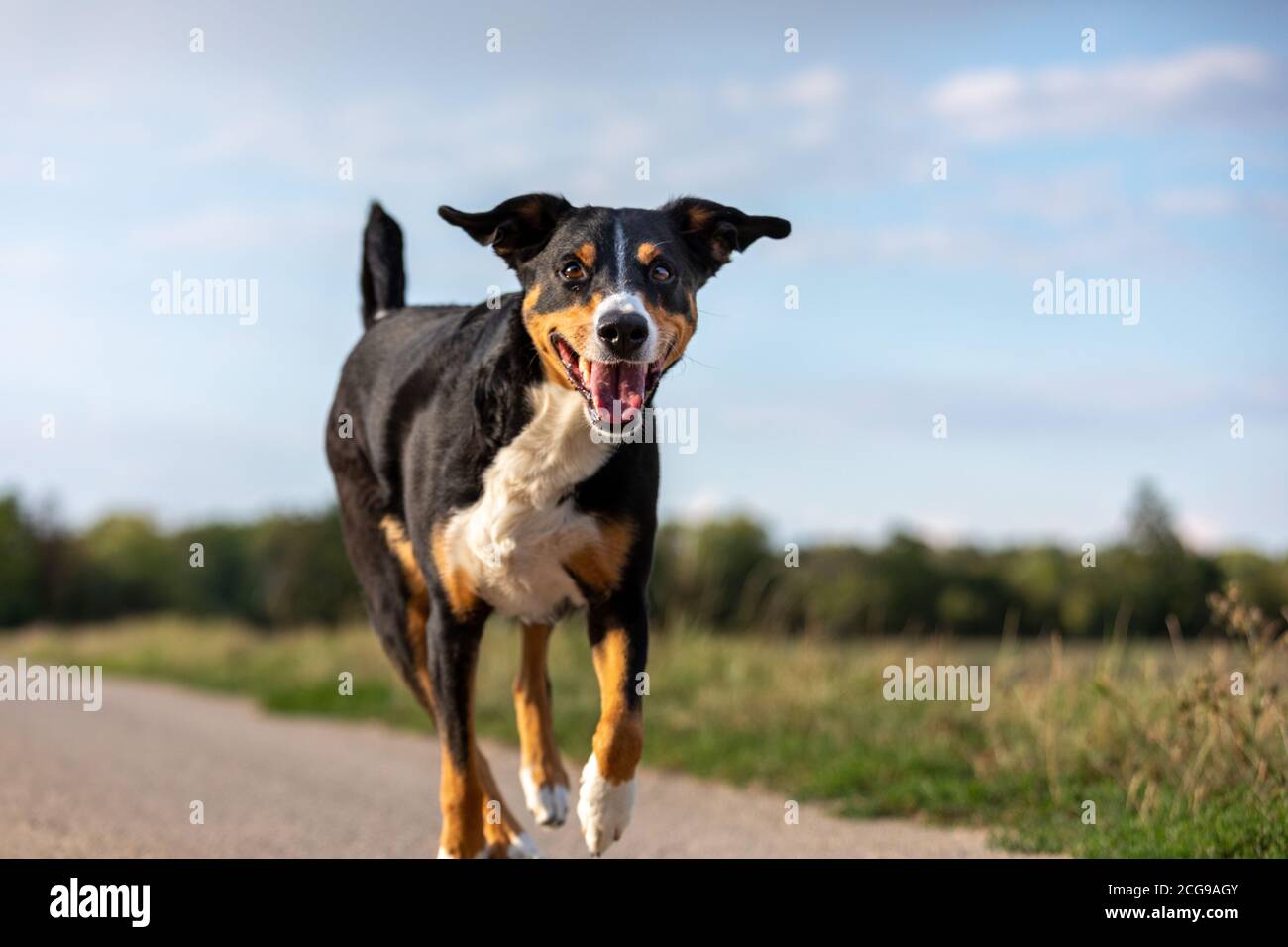 happy dog is running with flappy ears, Appenzeller Sennenhund Stock ...