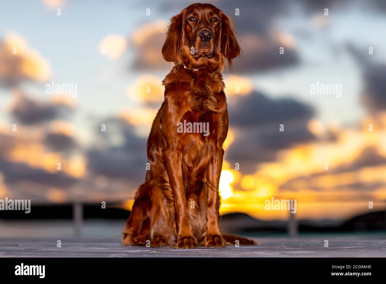 Beautiful Irish Setter High Resolution Stock Photography and Images - Alamy