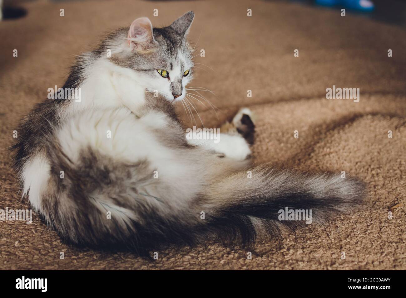 young cute ginger cat lick itself for clean up Stock Photo - Alamy