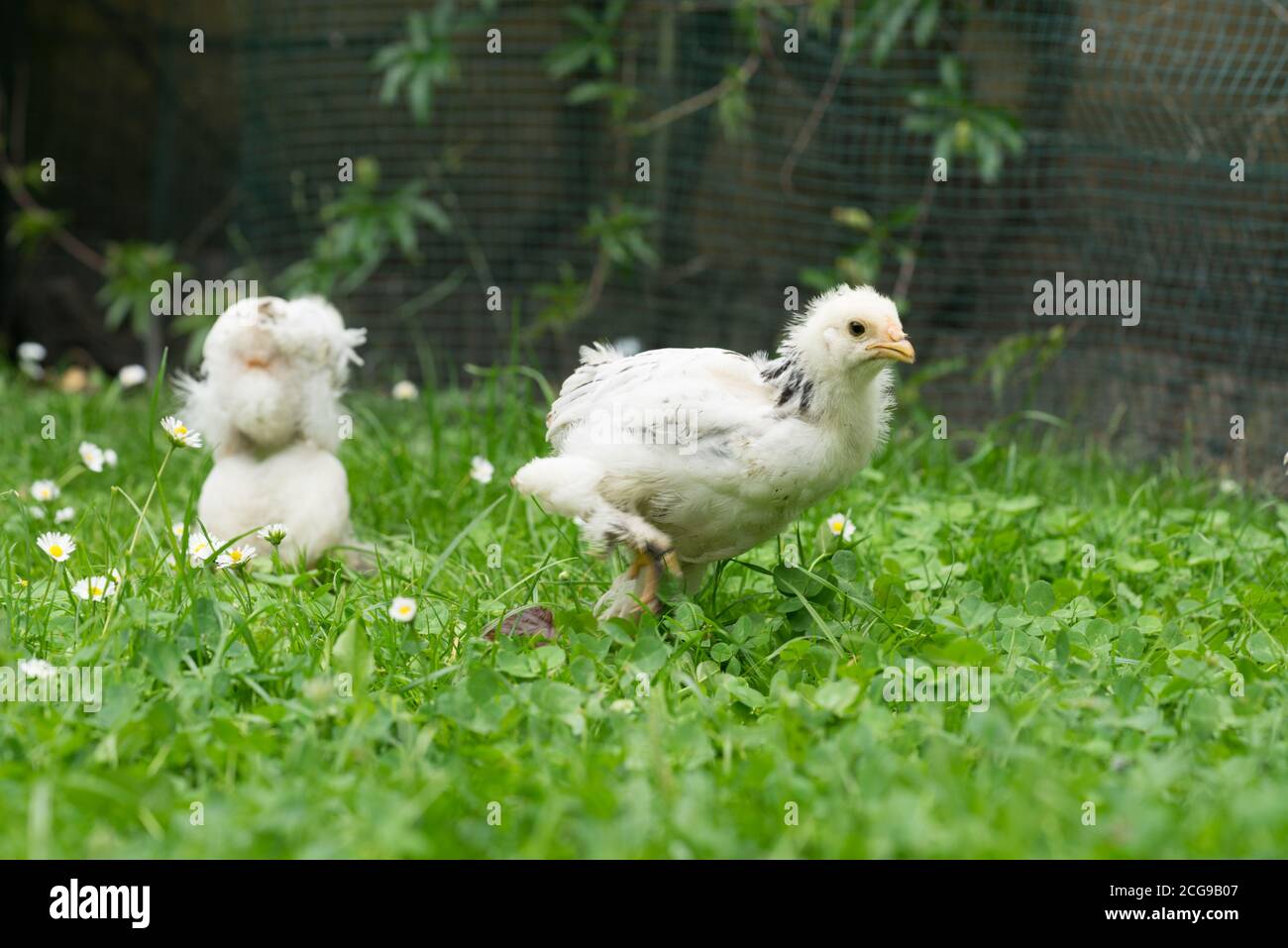Adorable pair furry little chickens hi-res stock photography and images ...