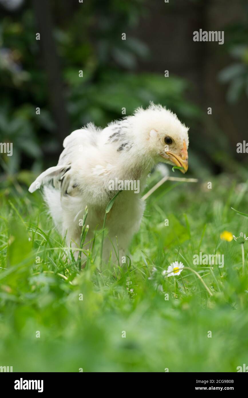 Baby chickens eating hi-res stock photography and images - Alamy