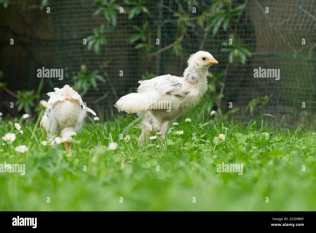 Adorable pair furry little chickens hi-res stock photography and images ...