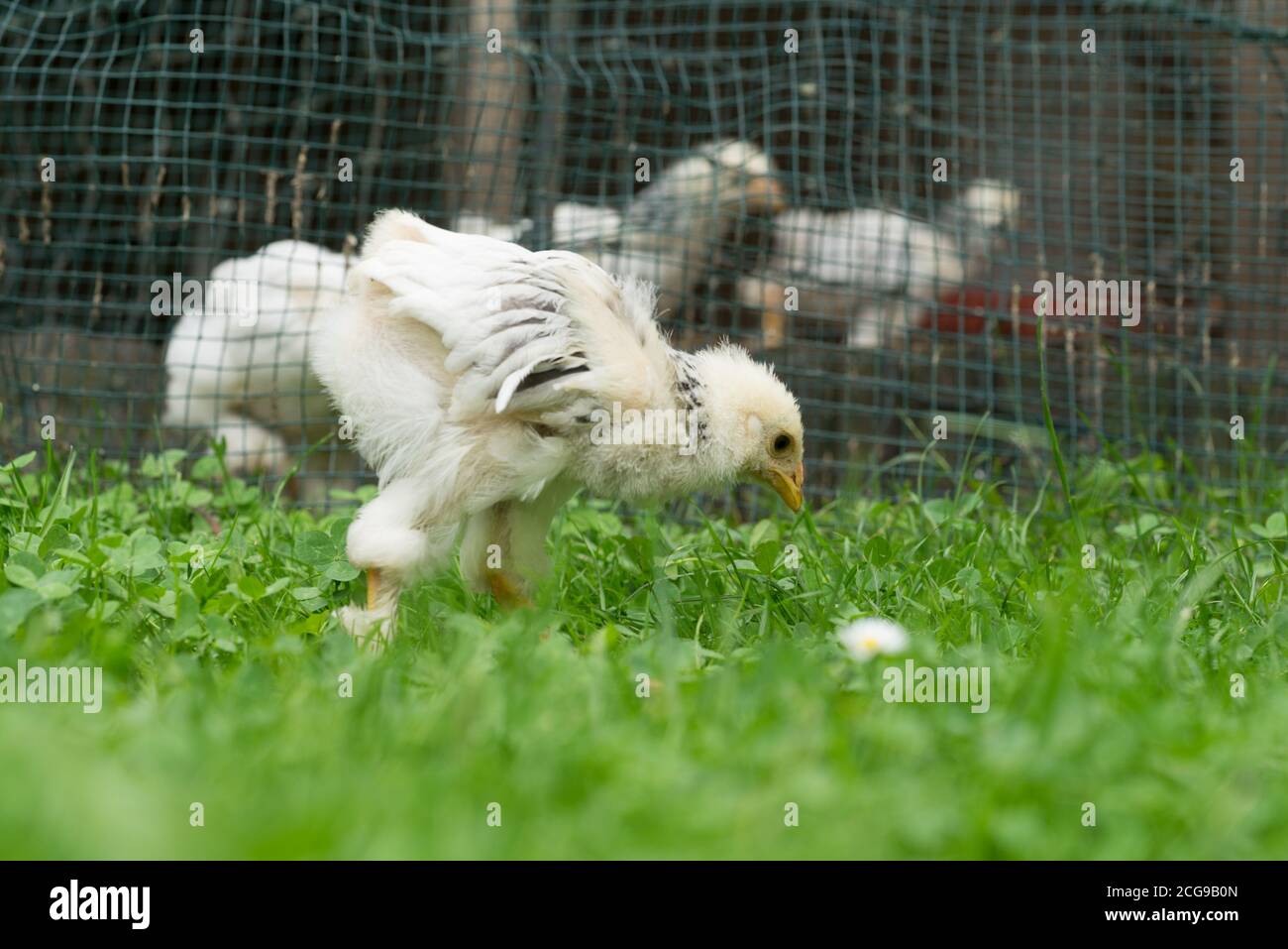 Adorable pair furry little chickens hi-res stock photography and images ...