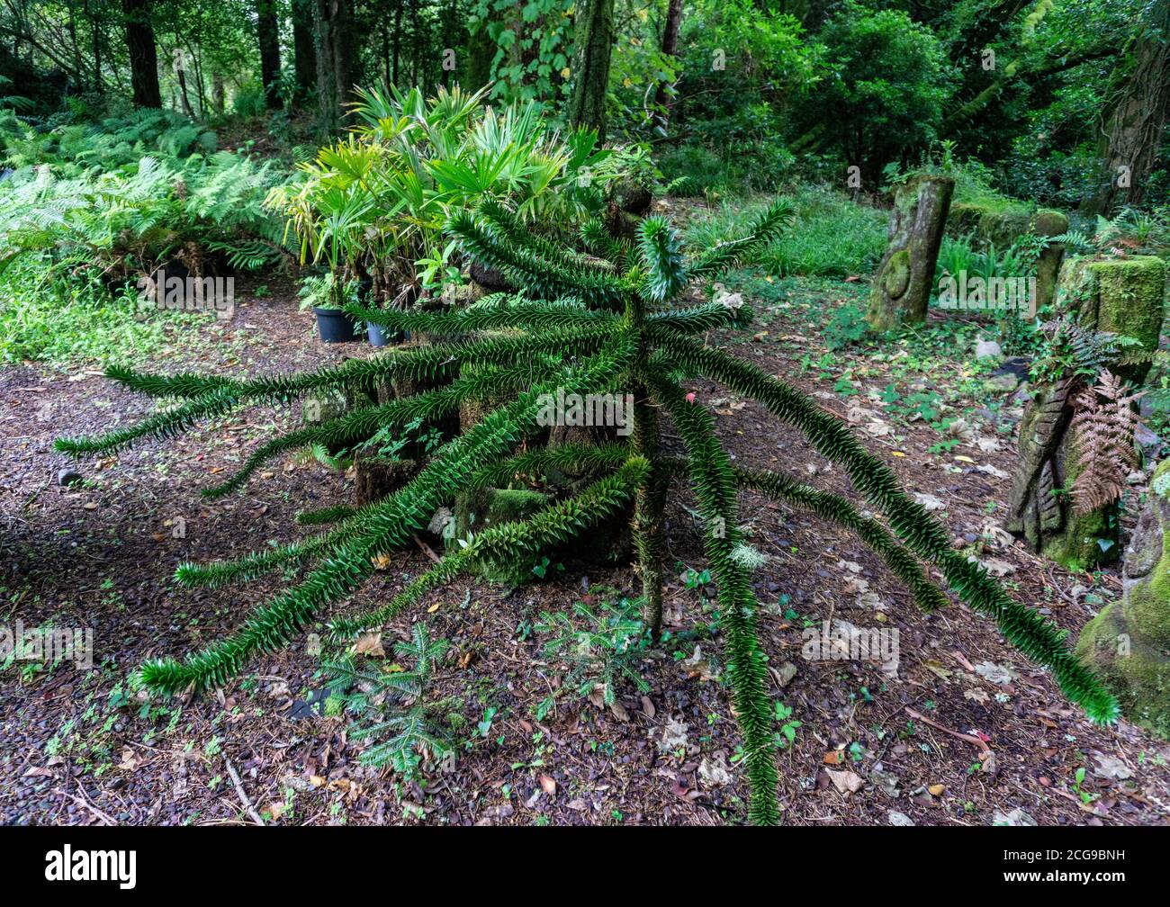 A small monkey puzzle tree, Araucaria Araucana Stock Photo - Alamy