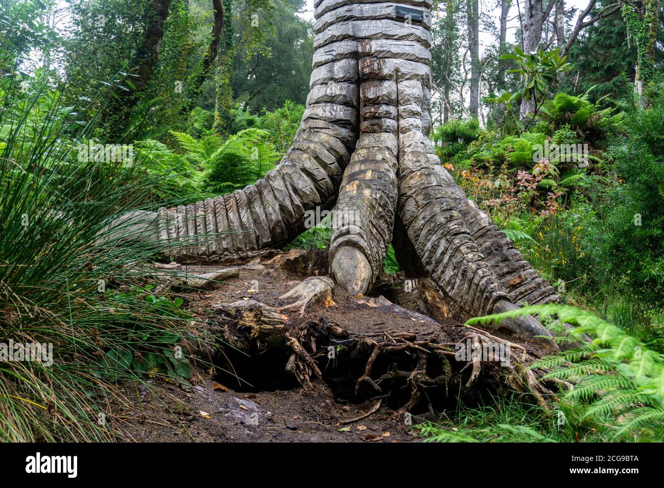 A fallen tree carved in the shape of Tarsus Giganteus, a giant spider ...