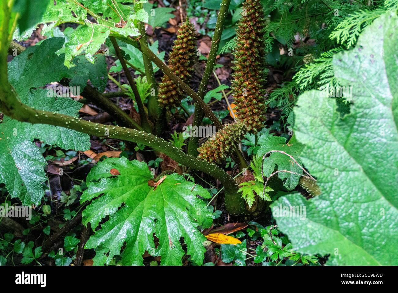 The autumn red fruit of the flowering spike of the gunnera plant which ...