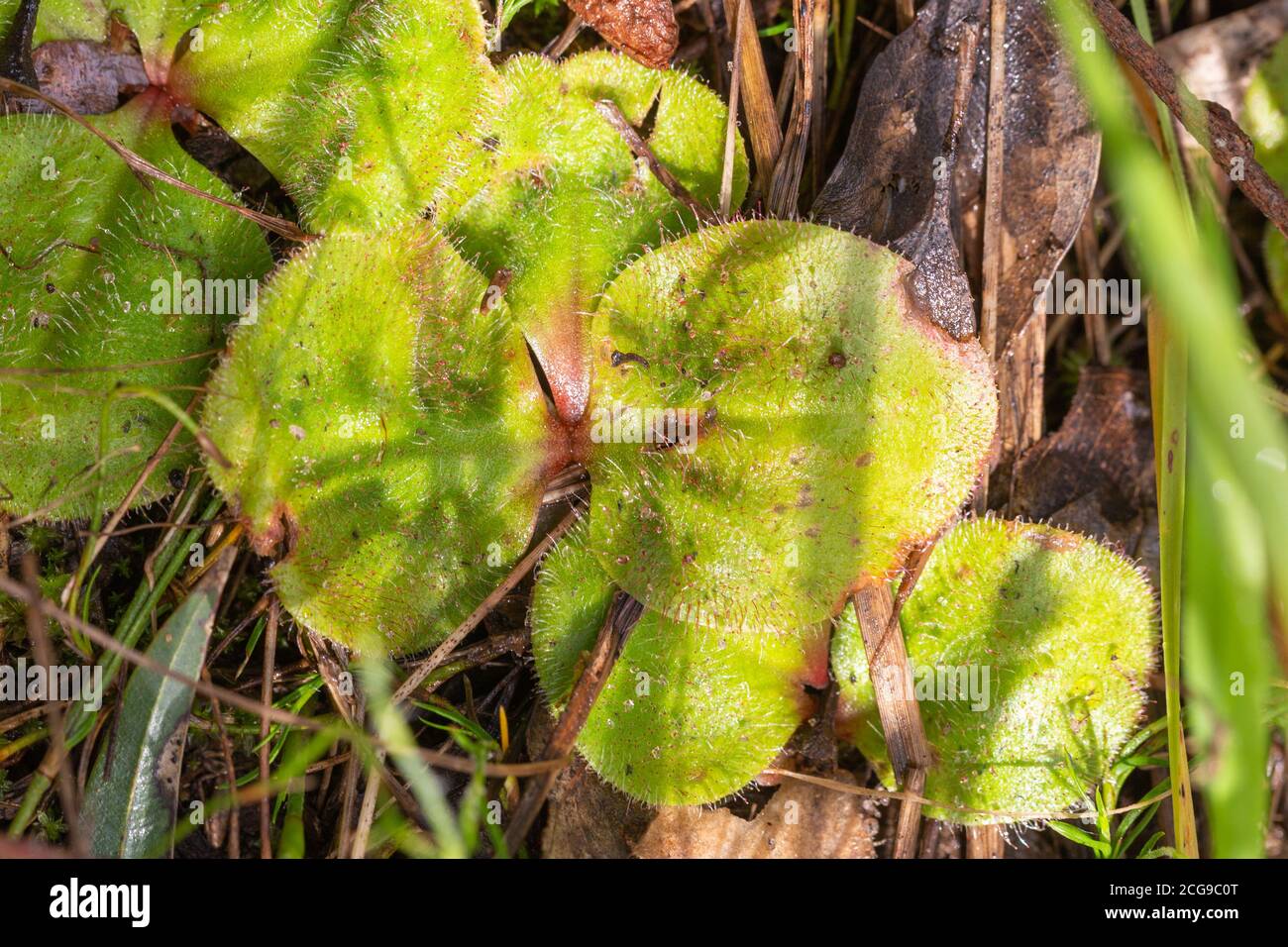 Gnangara hi-res stock photography and images - Alamy