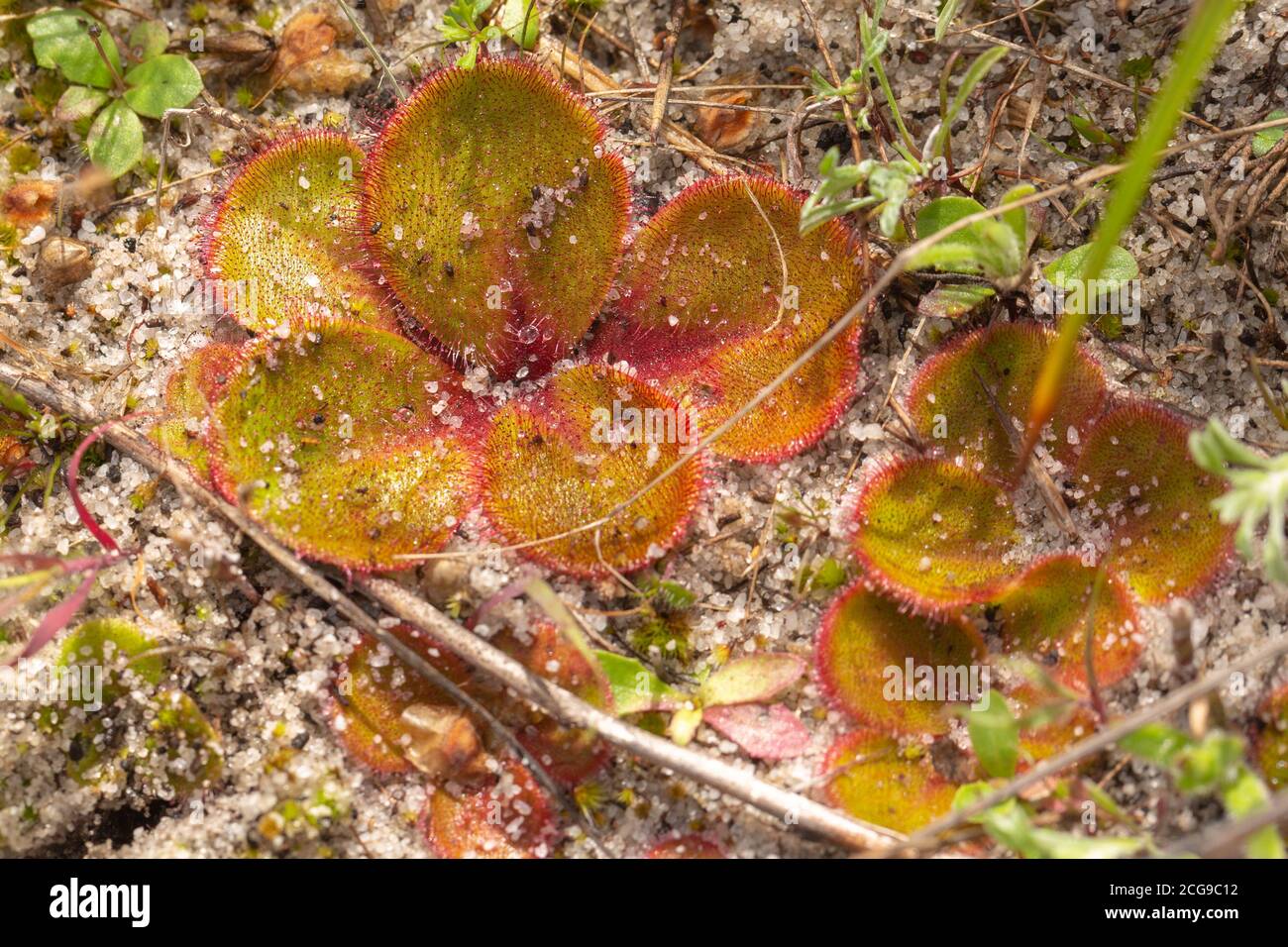 Gnangara hi-res stock photography and images - Alamy