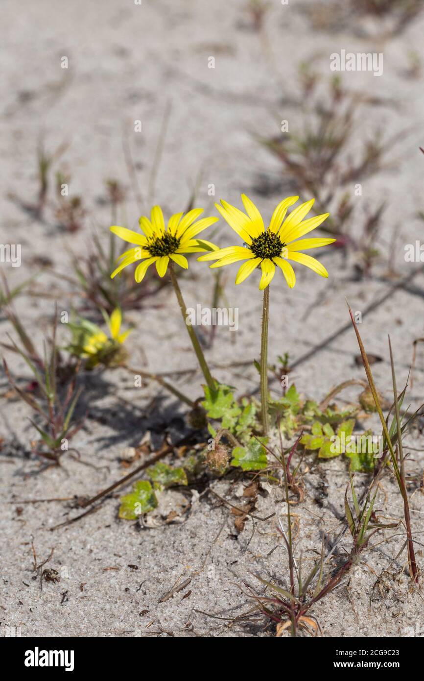 Arctotheca calendula as an invasive plant at Lake Gnangara, Perth ...