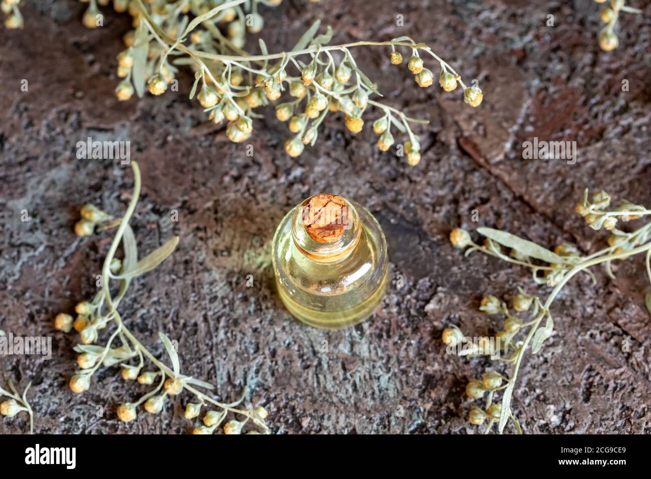 A bottle of wormwood essential oil with fresh blooming Artemisia ...