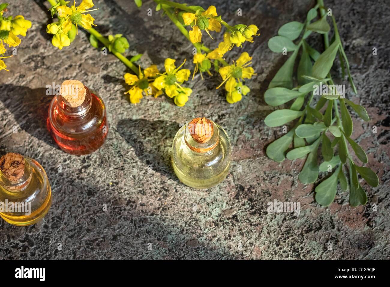 Bottles of essential oil with blooming common rue, or Ruta graveolens ...