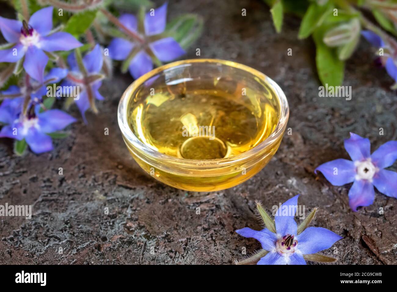 A bowl of borage oil with fresh blooming Borago officinalis plant Stock ...