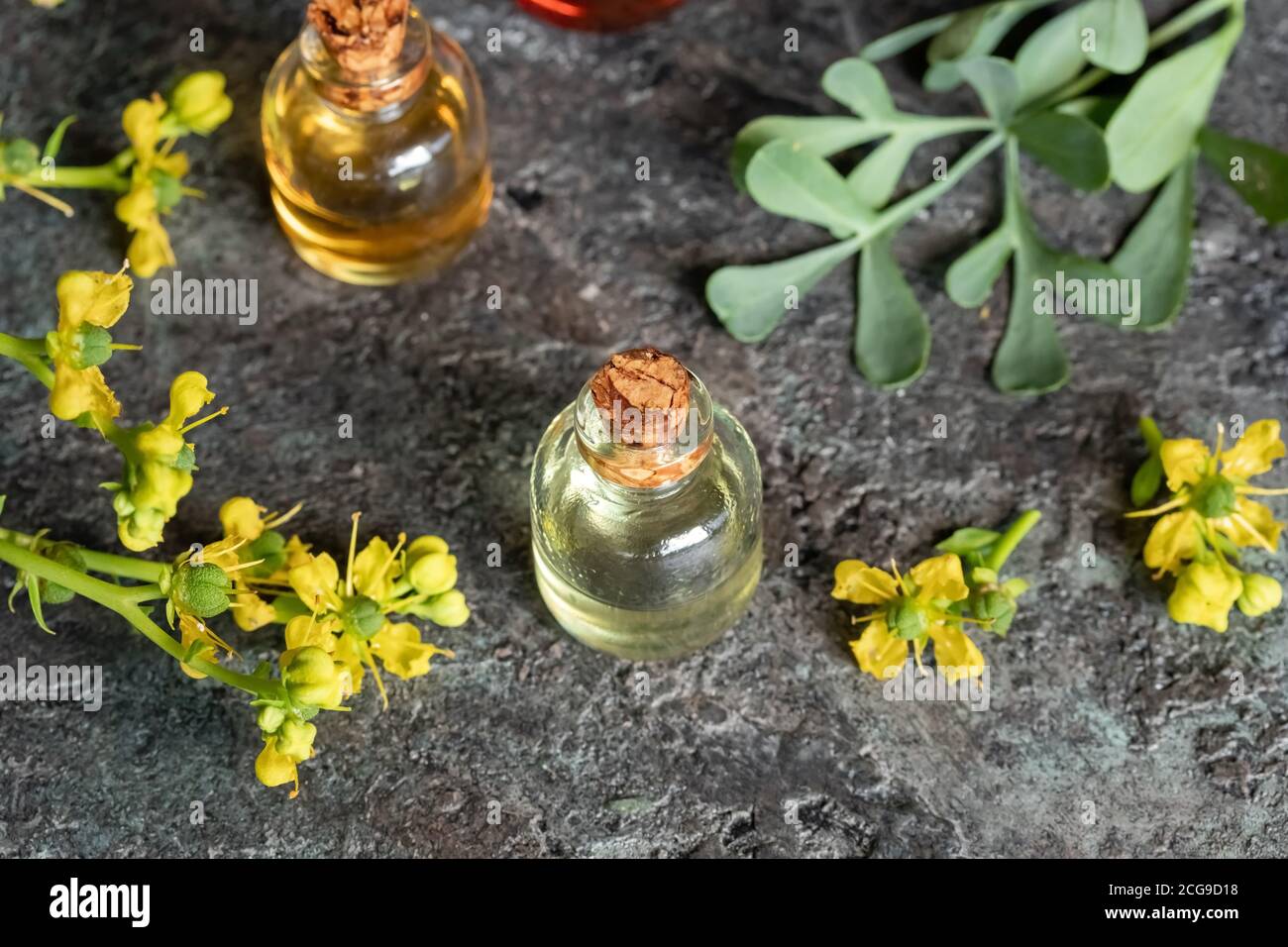 Bottles of essential oil with blooming common rue, or Ruta graveolens ...