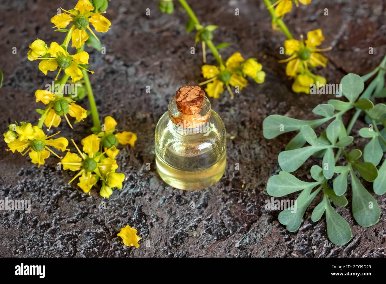 A bottle of essential oil with fresh blooming common rue, or Ruta ...
