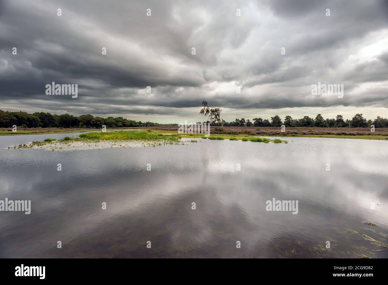 New forest pond hi-res stock photography and images - Alamy