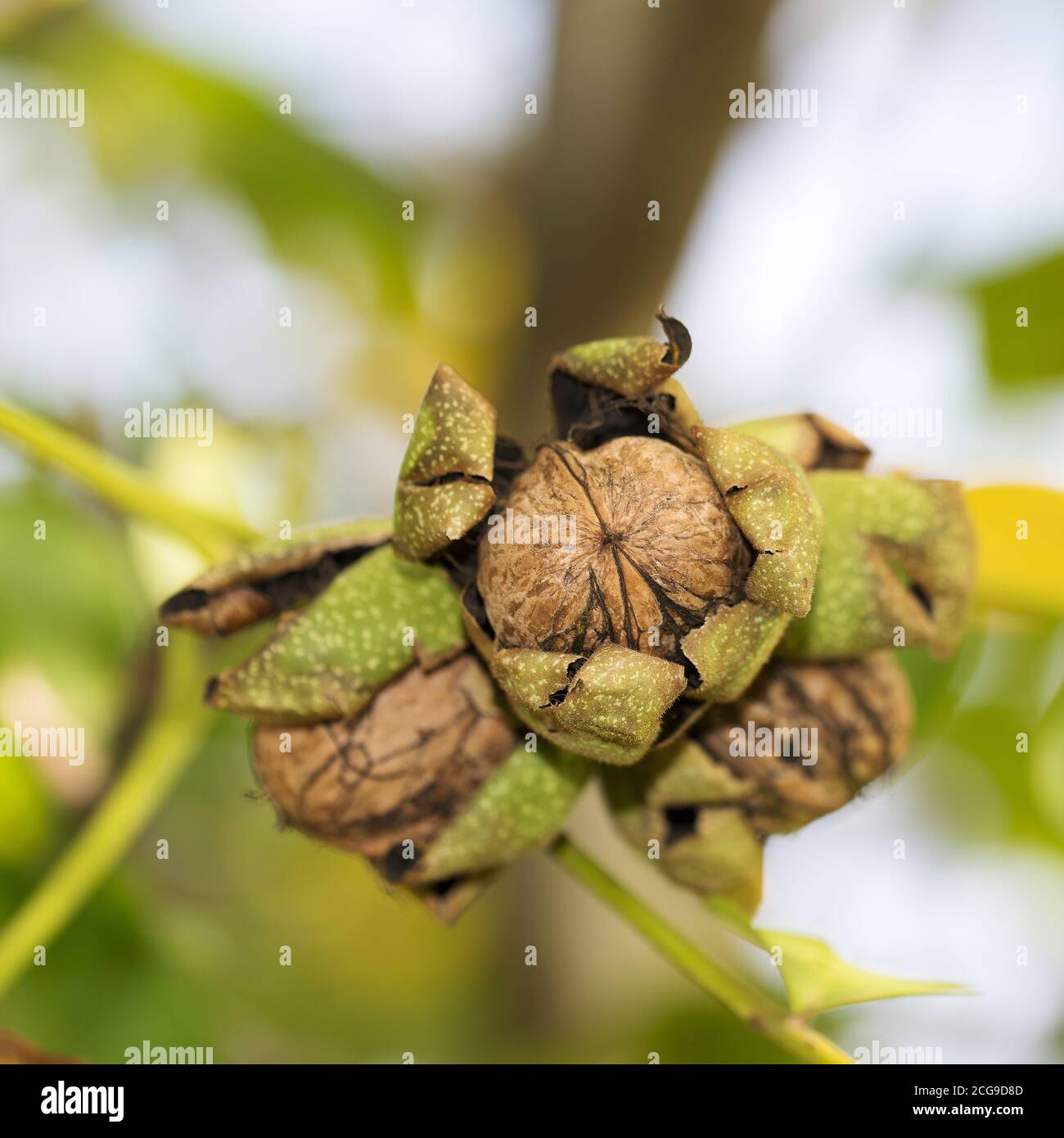 Walnuts on the tree hi-res stock photography and images - Alamy
